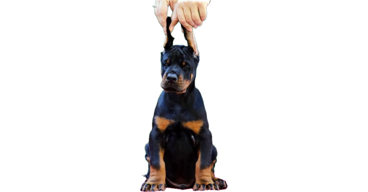 Products – Nightmare Doberman Merch